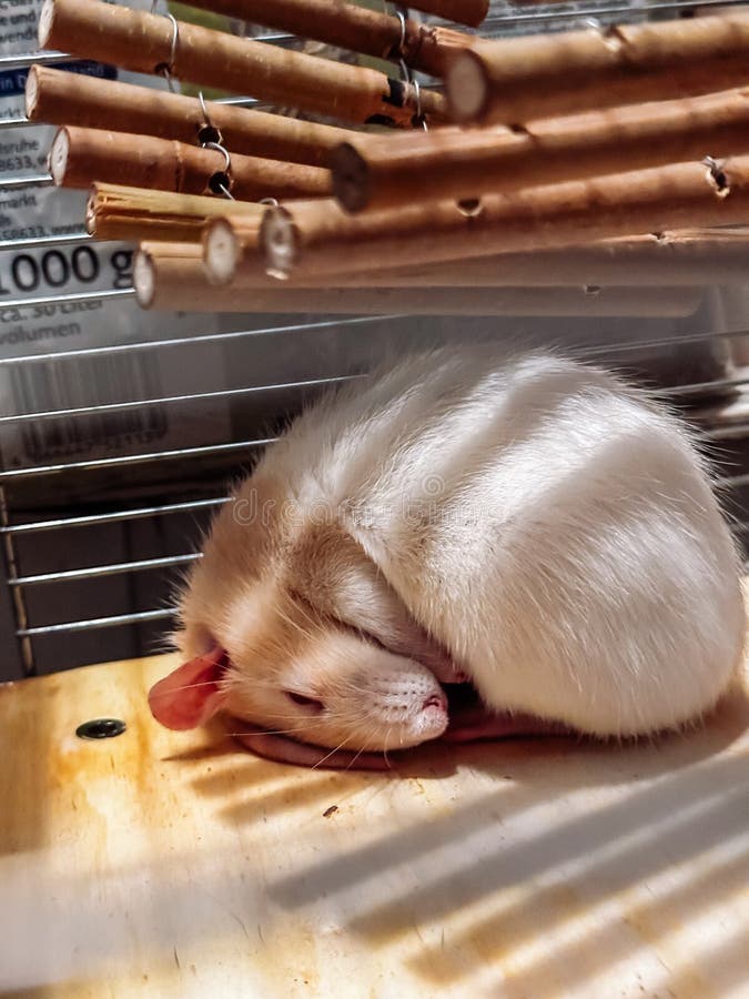 White Rat is Sleeping in a Cage Stock Photo - Image of brown, white ...
