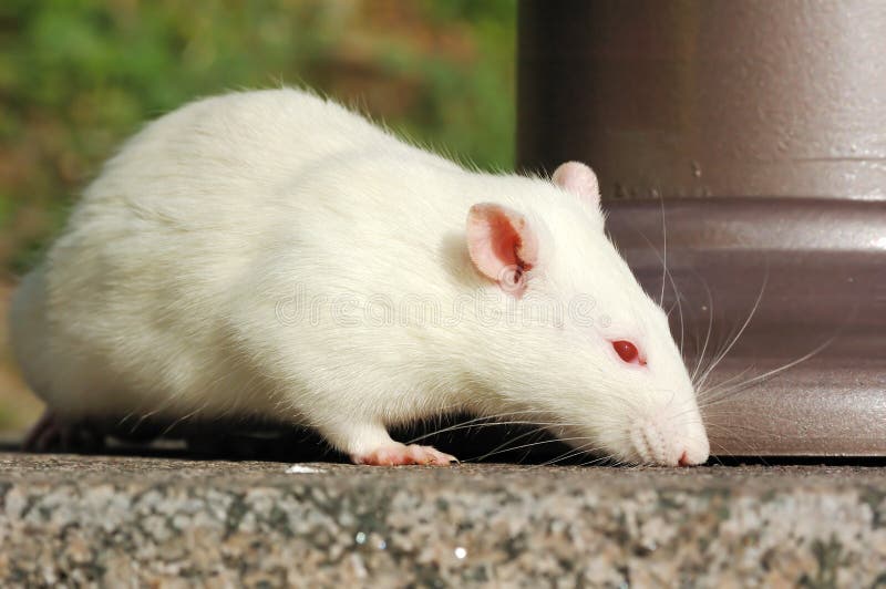 White Rat Sniffing Something on Ground Stock Image - Image of rodent ...