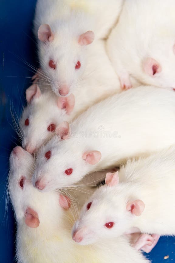 White rats stock photo. Image of biotechnology, science - 5262716