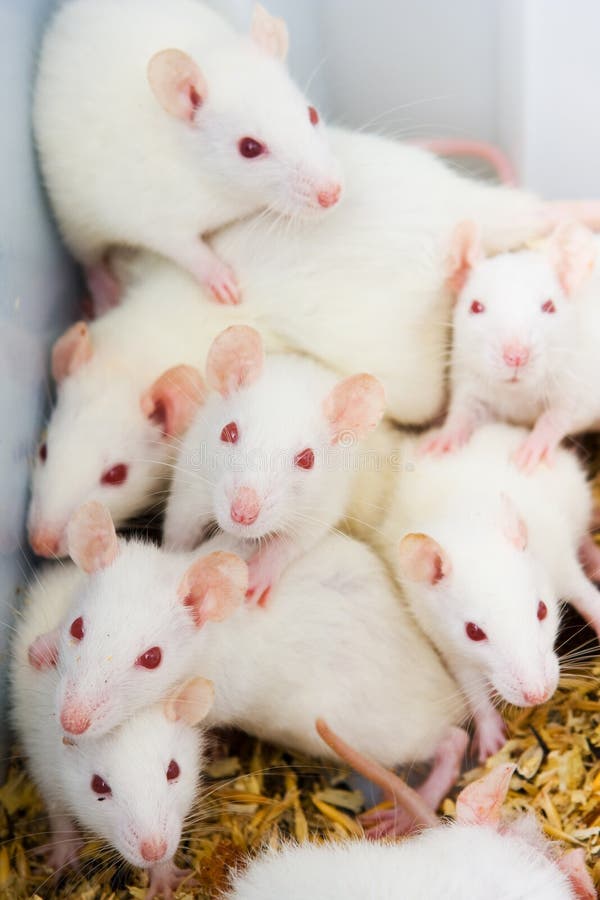 White rats stock photo. Image of science, scientific, microbiology ...