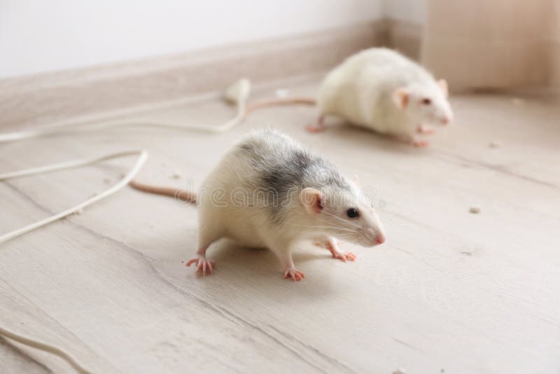 White rats stock photo. Image of science, scientific, microbiology ...