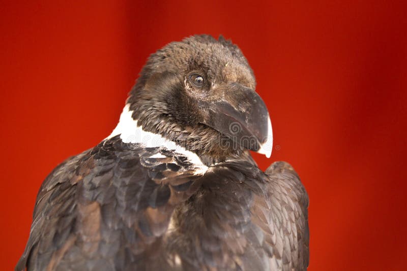 Raven stock image. Image of alertness, feather, neutral - 30051491