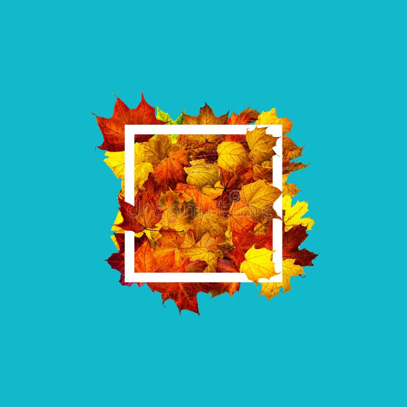 White Rectangle Frame and Colorful Autumn Maple Leaves Isolated on Aqua ...