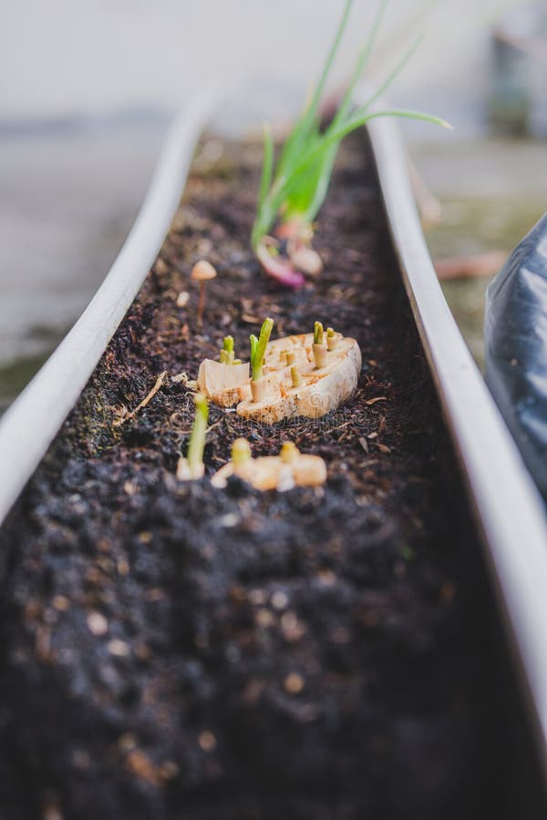 Sprouting garlic bulb stock image. Image of bulb, sprout - 237410687