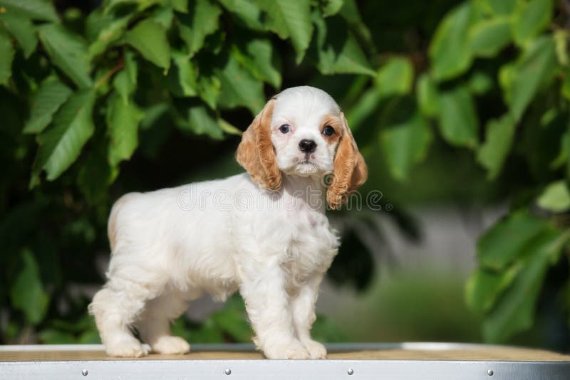White and Red American Cocker Spaniel Puppy Stock Image - Image of ...