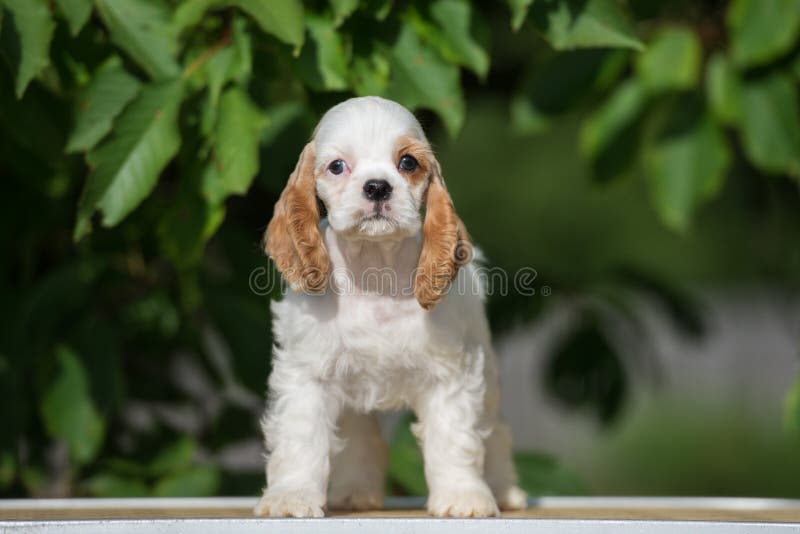 White and Red American Cocker Spaniel Puppy Stock Photo - Image of ...