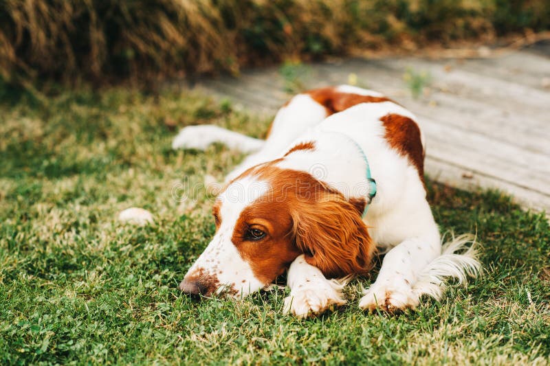White and Red Beautiful Cocker Spaniel Stock Image - Image of enjoy ...