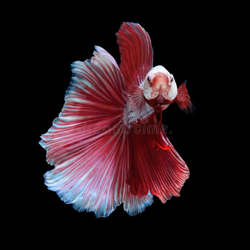 White-red betta fish stock image. Image of tropical, color - 51773385