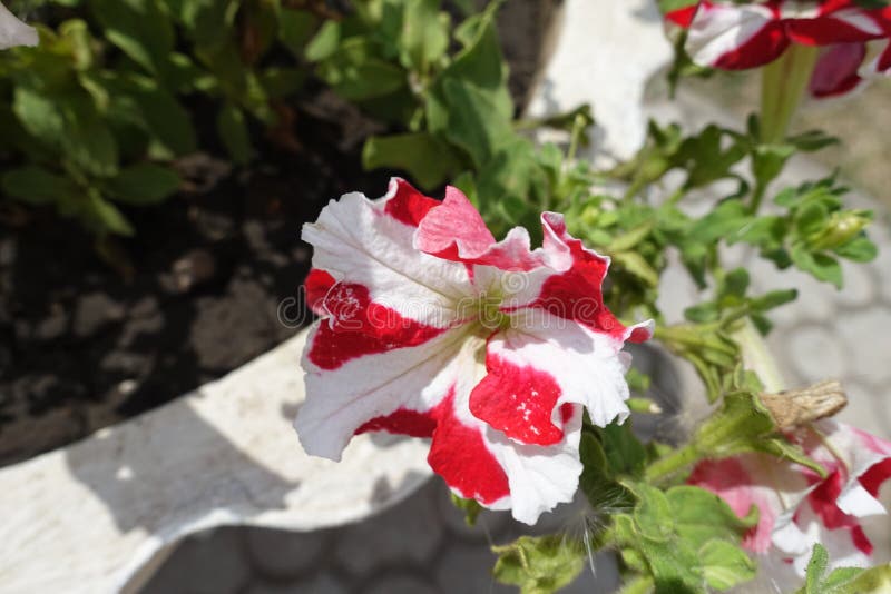 Petunia Bicolor stock image. Image of blooming, combined - 79869595