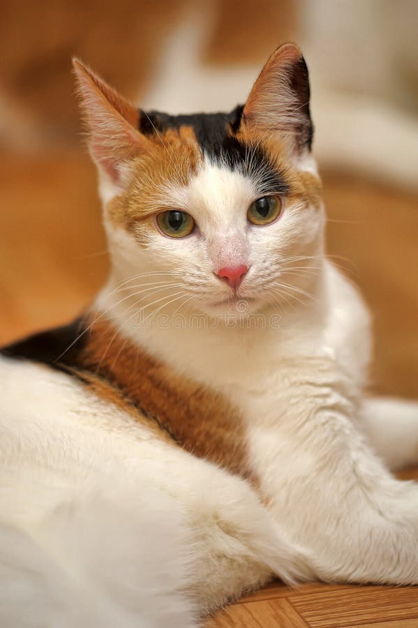 White with Red and Black Cat Stock Photo - Image of ears, orange: 52366864