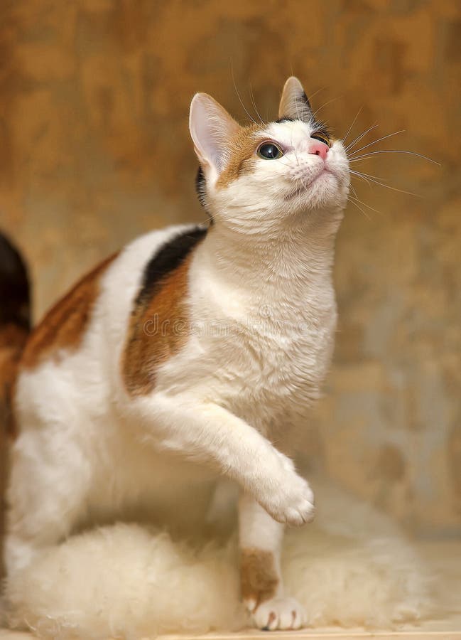 687 Patches Cat Photos - Free & Royalty-Free Stock Photos from Dreamstime