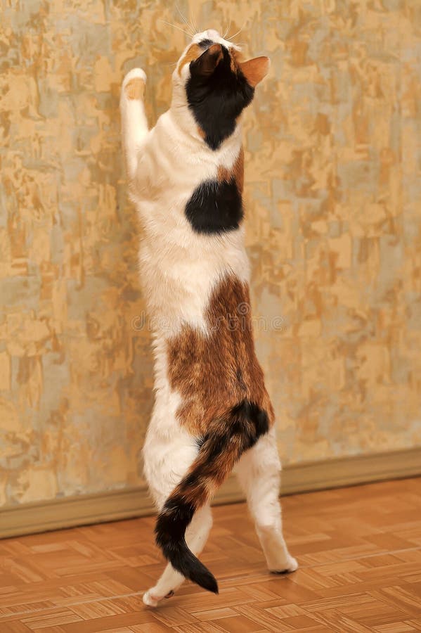 White with Red and Black Cat Stock Image - Image of playful, isolated ...