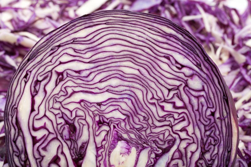 White and Red Cabbage stock photo. Image of fresh, ingredient - 32312186