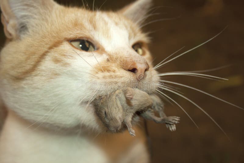 White Red Cat Holding a Mouse Stock Photo - Image of eyes, gray: 105189440
