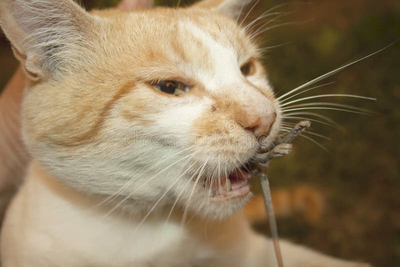 White Red Cat Holding a Mouse Stock Photo - Image of home, cute: 105189724