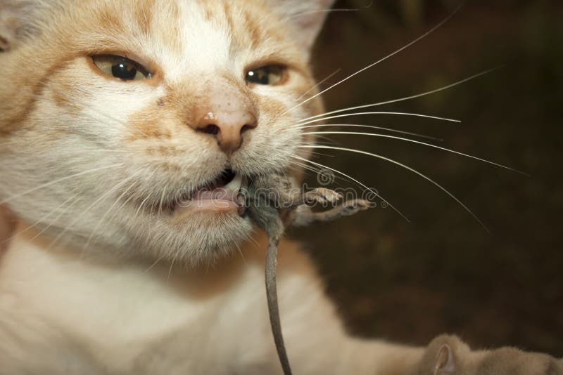 White Red Cat Holding a Mouse Stock Image - Image of grass, gray: 105189859