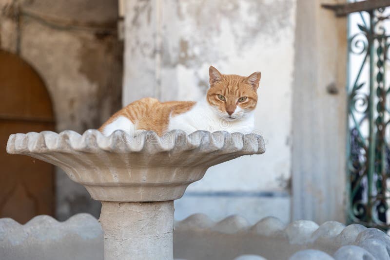 White-red Cat Lies in Plaster Vase in an Ancient Temple Stock Photo ...