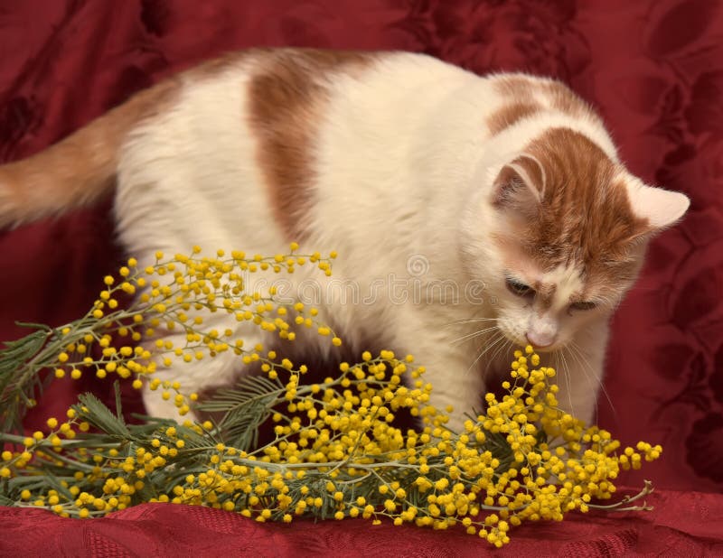 123 Mimosa Cat Stock Photos - Free & Royalty-Free Stock Photos from ...