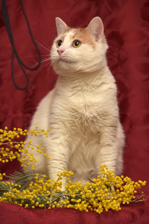 120 Mimosa Cat Stock Photos - Free & Royalty-Free Stock Photos from ...