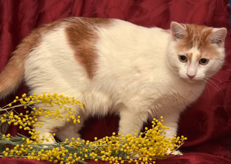 120 Mimosa Cat Stock Photos - Free & Royalty-Free Stock Photos from ...