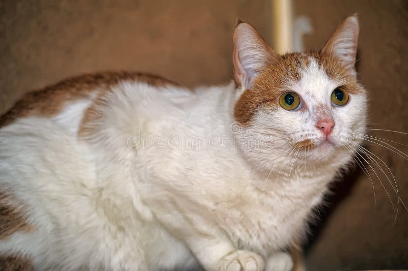 Two Tone Red White Spotted Cat Stock Photos - Free & Royalty-Free Stock ...