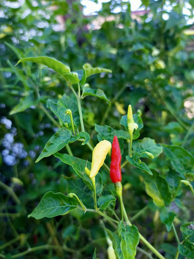 White and red chilli paper stock image. Image of white - 191852581