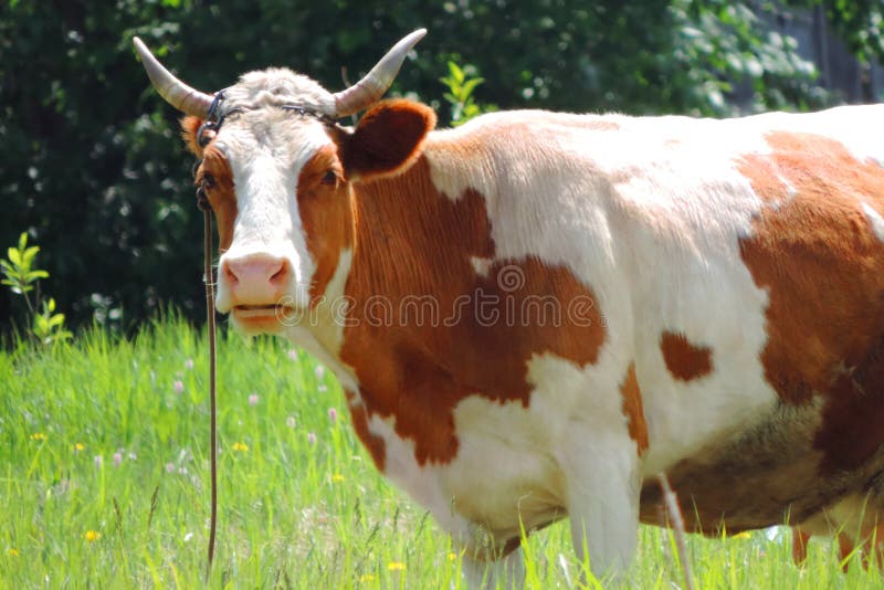 White Red Cow Grazing in the Field. Stock Photo - Image of dairy ...