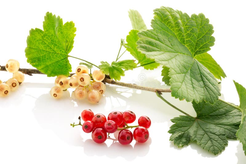 White and Red Current with Leaves Isolated on White Stock Image - Image ...