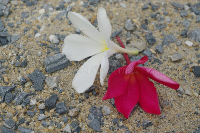 White and Red Flower on Stone Surface Background Stock Image - Image of ...