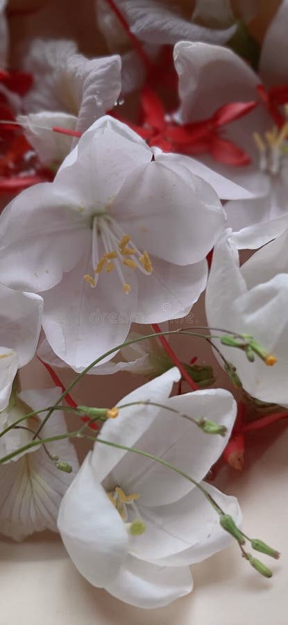 White and red flowers. stock image. Image of bouquet - 185386879