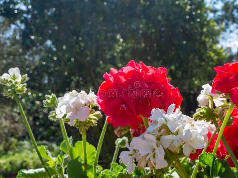 White and red geraniums stock image. Image of flower - 149924993