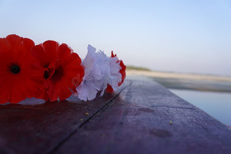 White and Red Gerbera Daisy Flower Backgrounds. Spring. Stock Photo ...