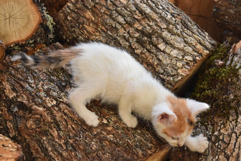 White and red kitten stock photo. Image of young, white - 238573076
