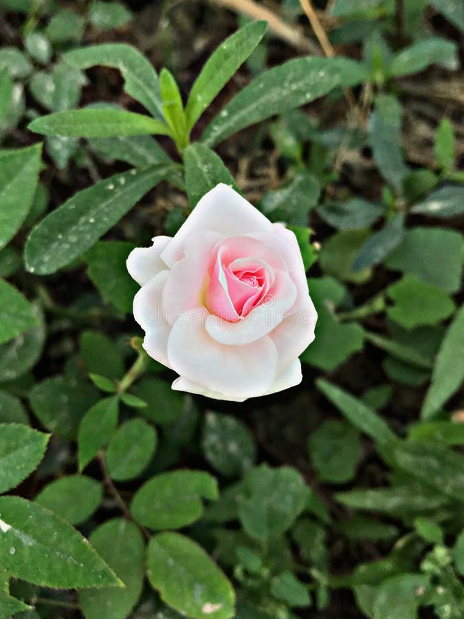 A White Red Mix Colour Rose Rose Stock Image - Image of colour, beauty ...
