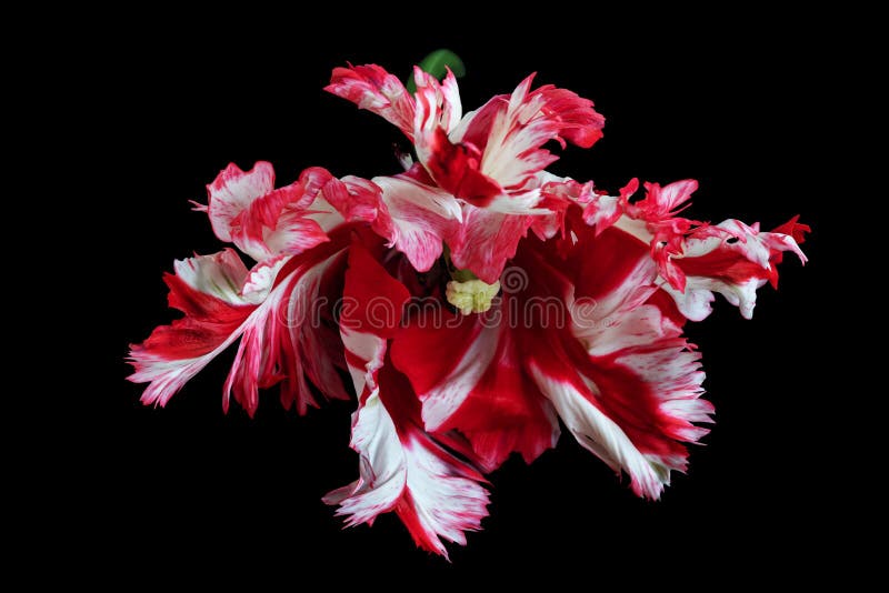 White-red Parrot Tulips Isolated on Black Background Stock Photo ...