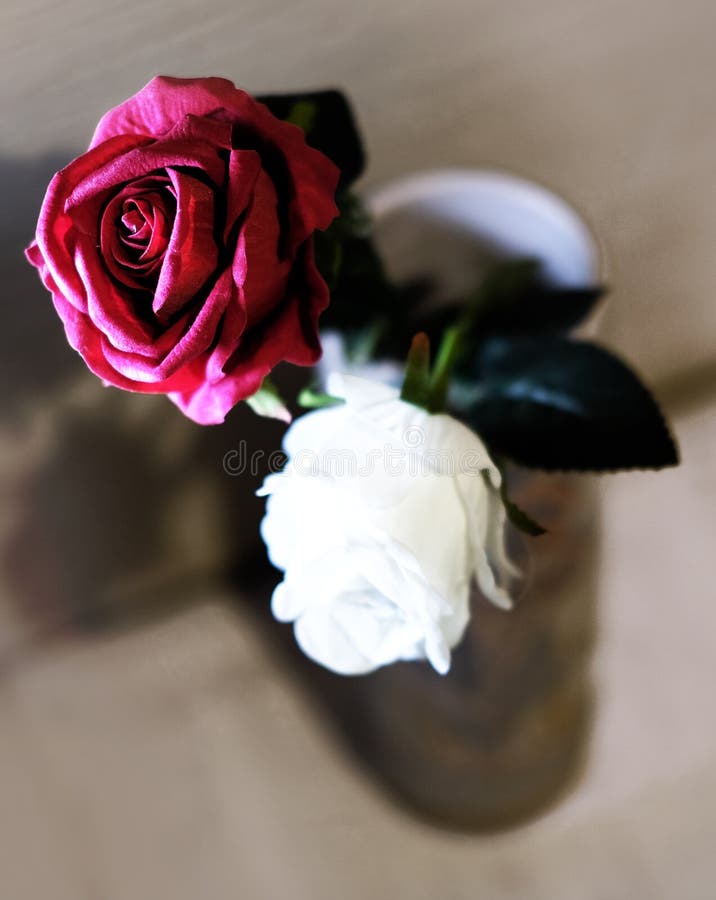 White and red roae stock photo. Image of roae, white - 110579132
