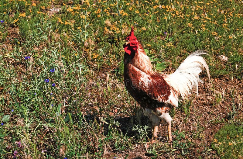 White and Red Rooster Standing in Green Grass Stock Photo - Image of ...