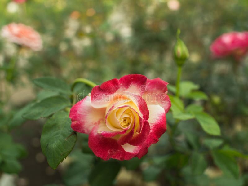 White Red Rose Flower Blooming Stock Image - Image of nice, delicate ...