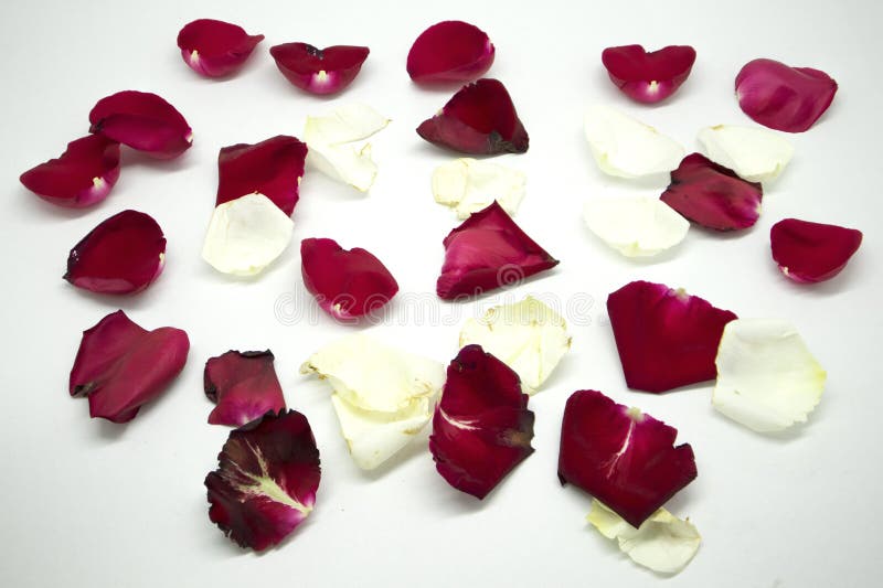 White and Red Rose Petals on a White Background Stock Photo - Image of ...