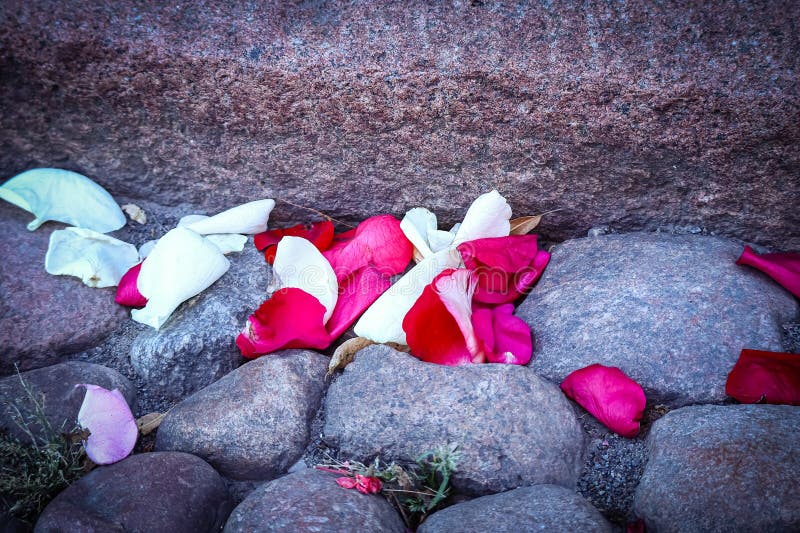 White and Red Rose Petals Lying on Grey Rocks of the Ancient Road of ...