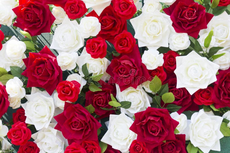 White and Red Roses Arranged Beautifully for the Background Stock Image ...