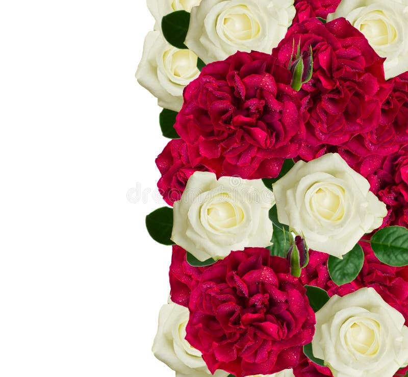 Roses border stock image. Image of petal, blossom, group - 23450461