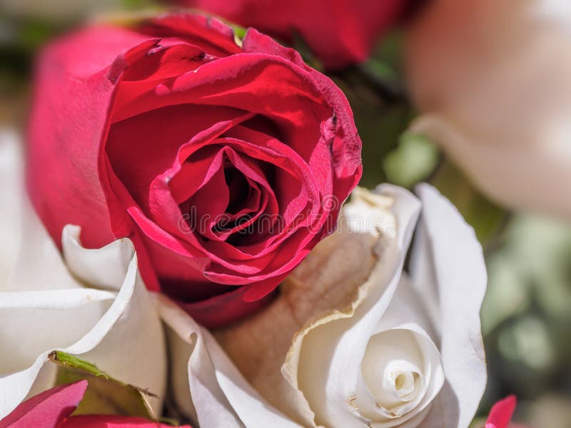 White and red roses stock image. Image of pattern, bunch - 117588509