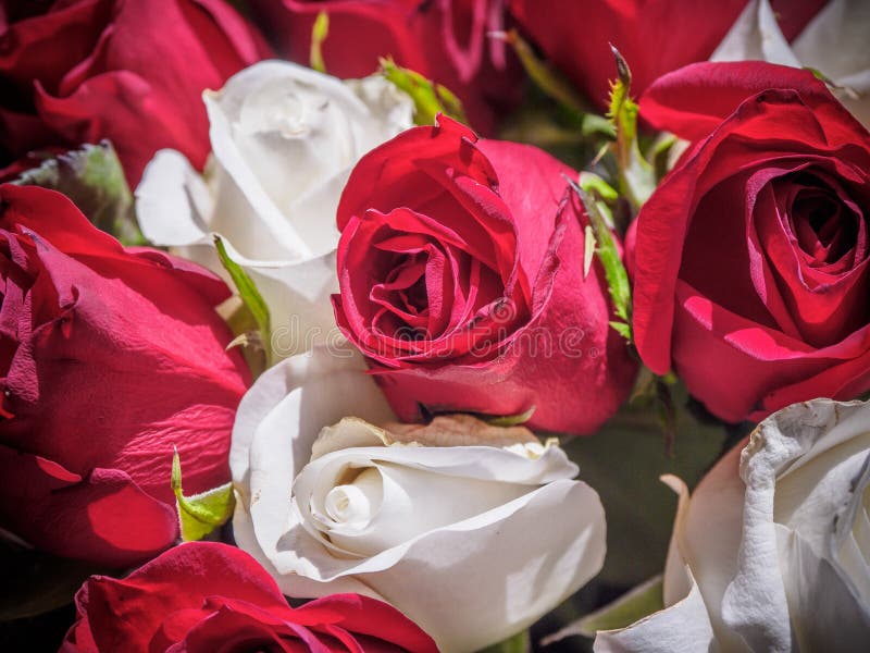 White and red roses stock photo. Image of gentle, plant - 117588594