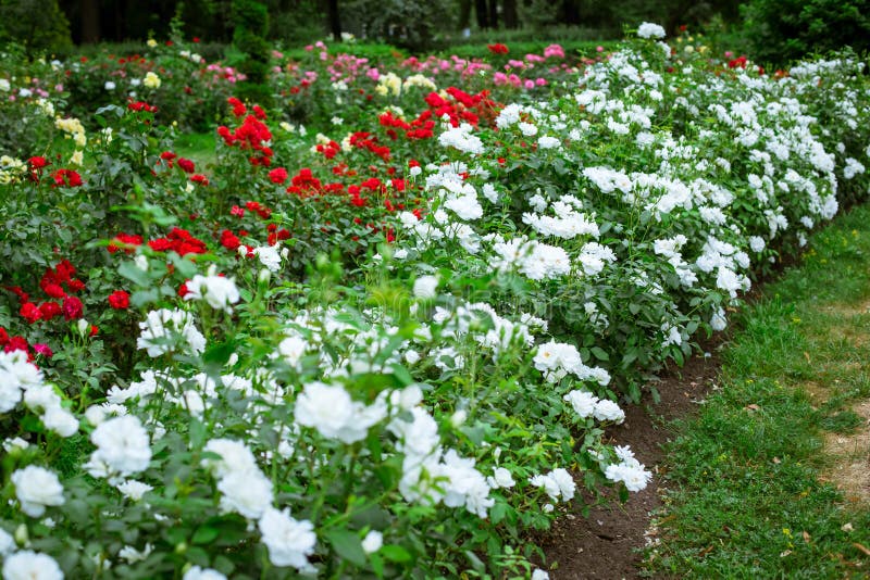 White and Red Roses in Garden Stock Photo - Image of leaf, natural ...