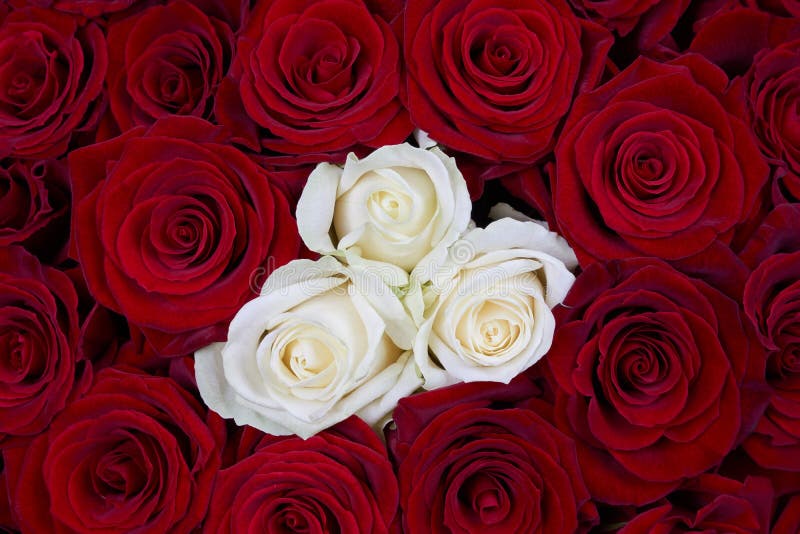 Bunch of red roses stock photo. Image of rose, blooming - 18005638