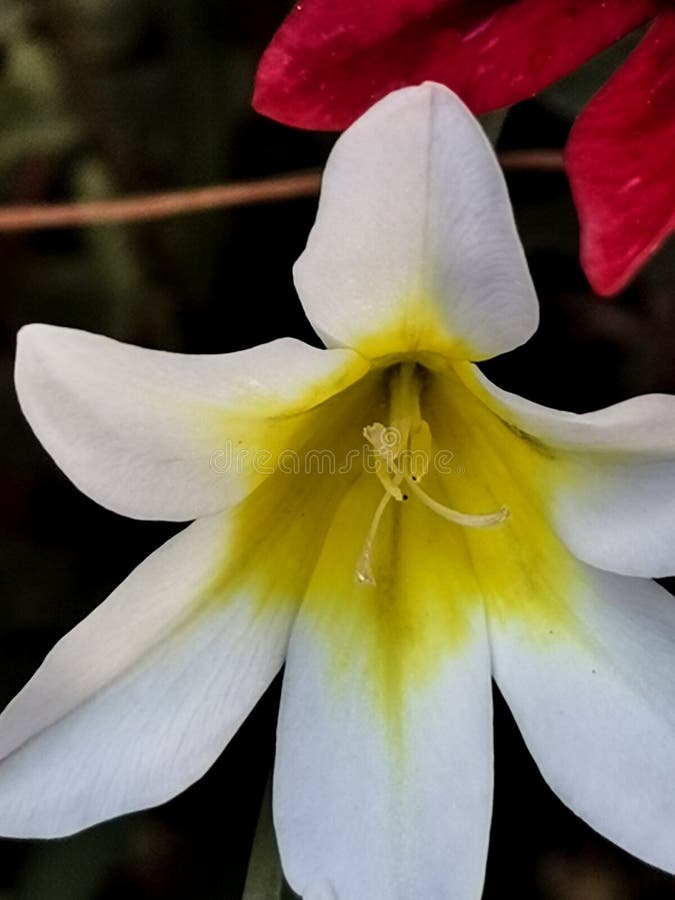White and Red Sparaxis Flower in the Garden Stock Image - Image of ...