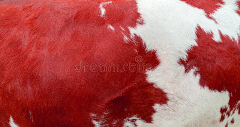 White and Red Spots of a Cow Skin Texture Stock Photo - Image of hairy ...
