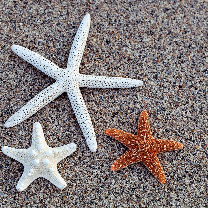 Starfishes on sandy beach stock photo. Image of pattern - 119019602
