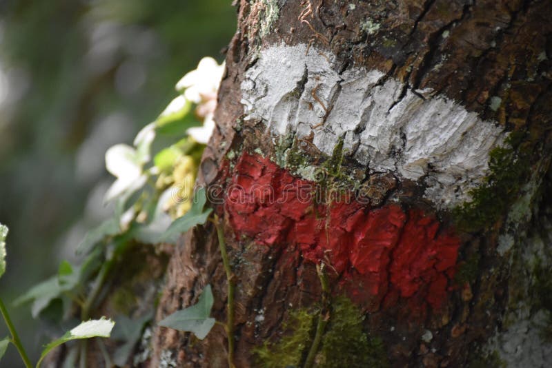 White and Red Stripe Trail Sign Stock Photo - Image of route ...